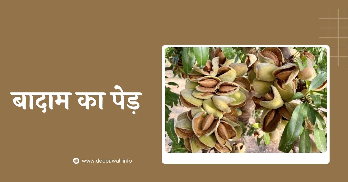 बादाम का पेड़ कैसा होता है - Badam Ka Ped Kaisa Hota Hai