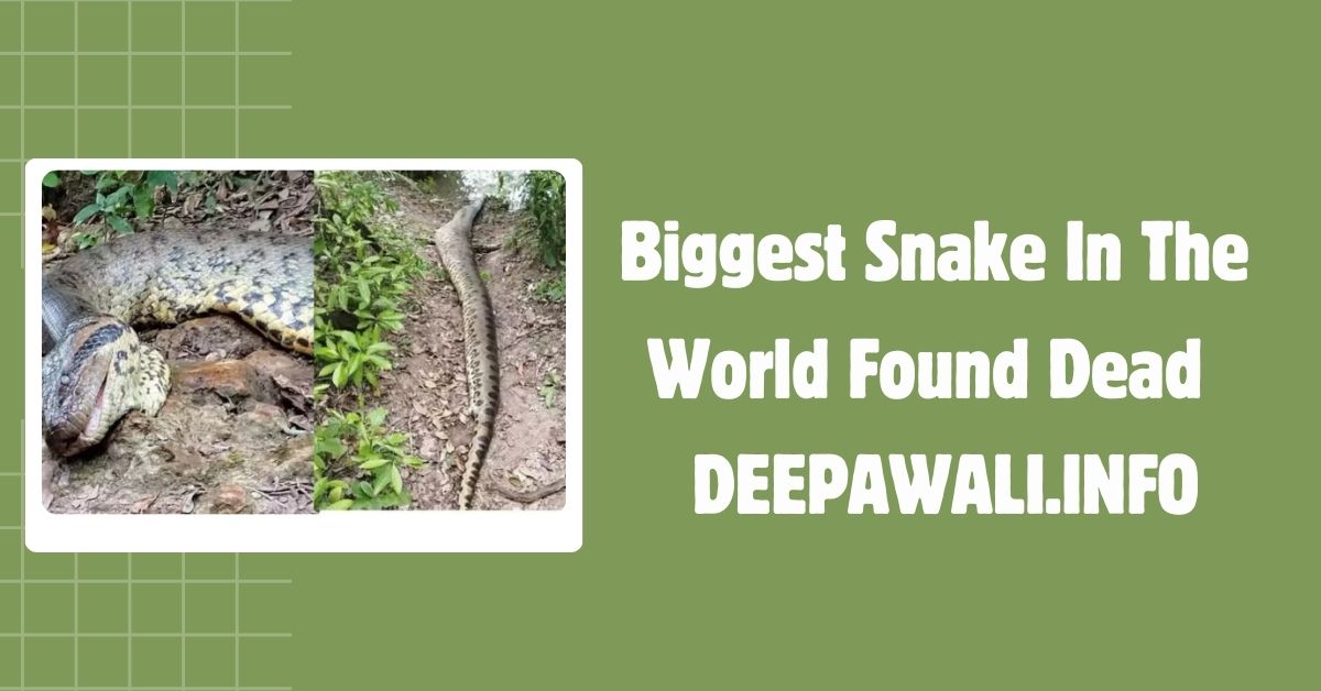 World Biggest Snake In The World Found Dead